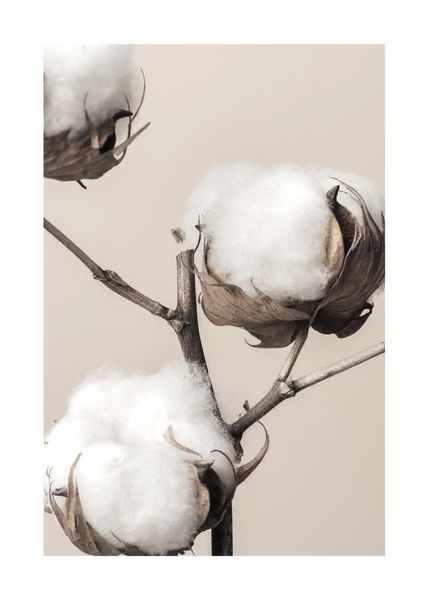 Purchase Cotton Poster Online | DearSam.com