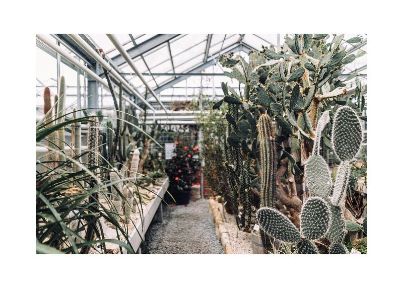Purchase Greenhouse Poster Online | DearSam.com