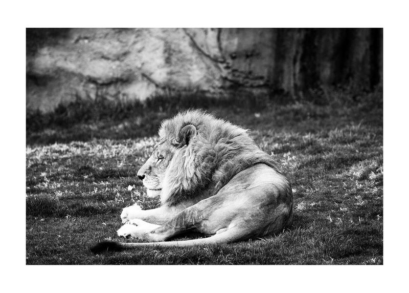 Purchase Lion Break Poster Online | DearSam.com